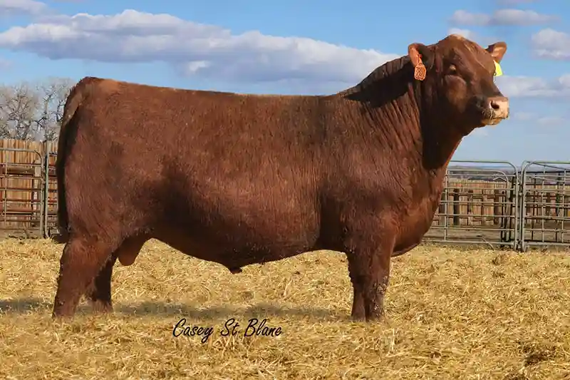 Browse Our Elite Red Angus Herd Sires | Boot Jack Cattle